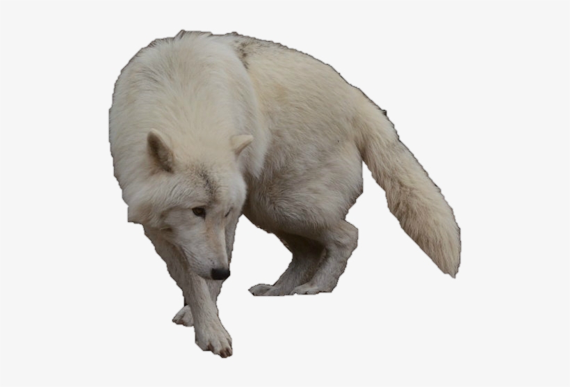 Download White Wolf Clipart Arctic Wolf - White Wolf No Background - HD ...