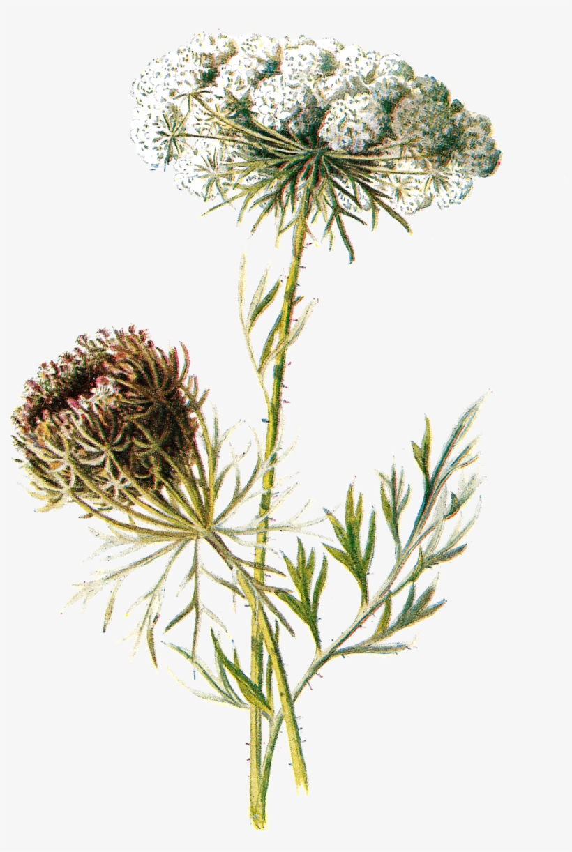 Wildflower Vector Illustration Png Royalty Free Stock - Wildflowers ...