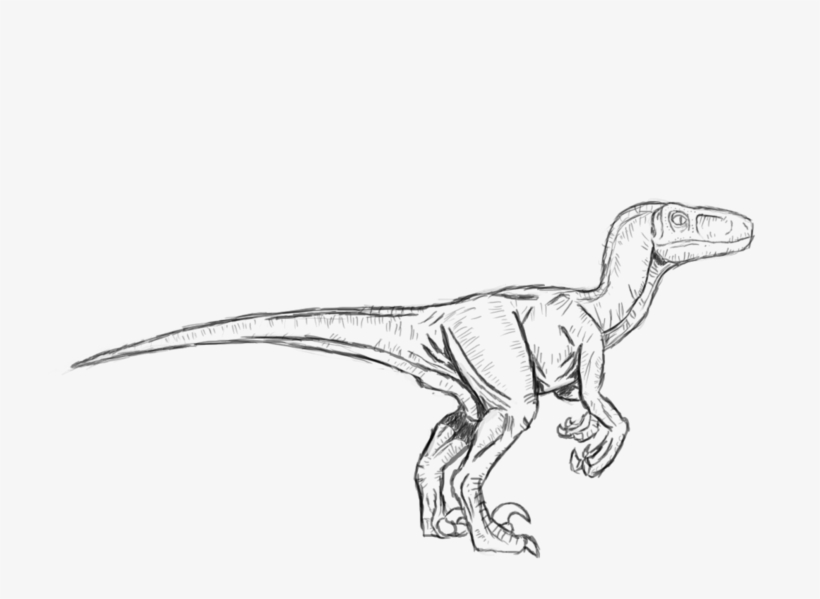 Jurassic Park Velociraptor Drawing