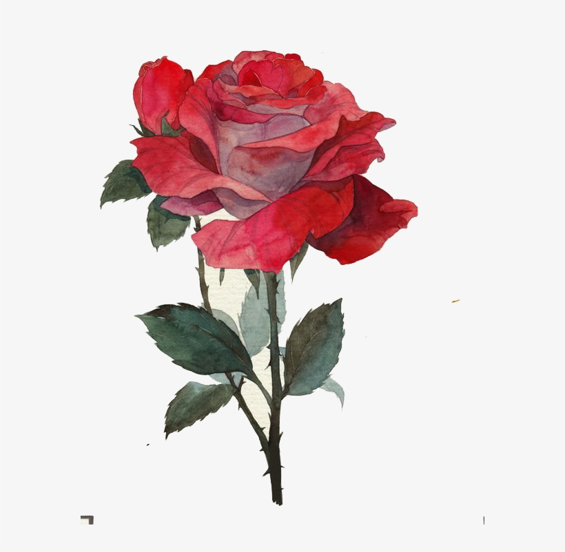 Rose Thorns Png - Rose With Thorns Png Transparent PNG - 586x722 - Free ...