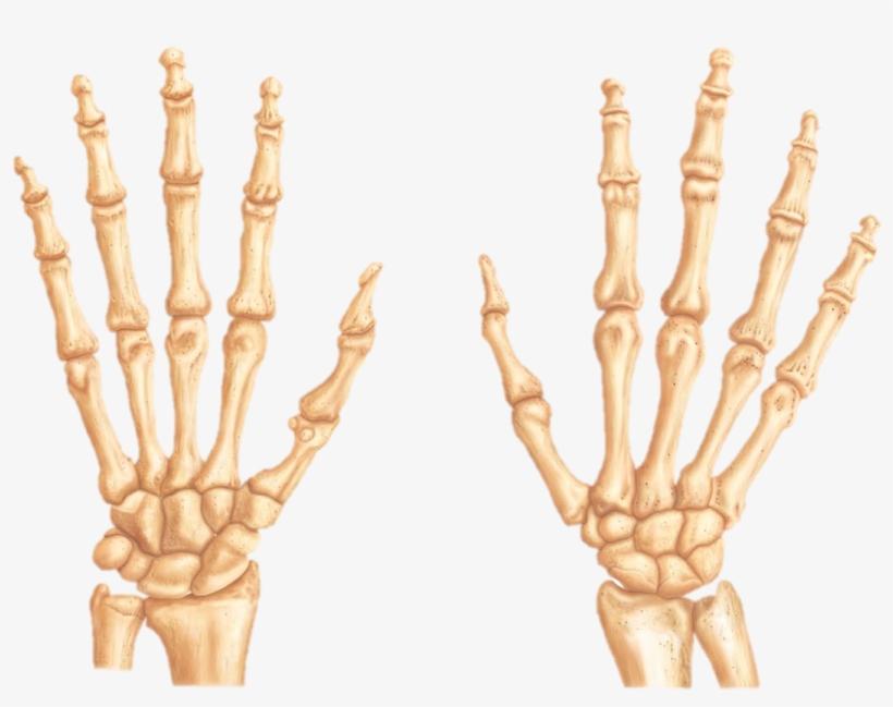 Hand Bones Unlabeled