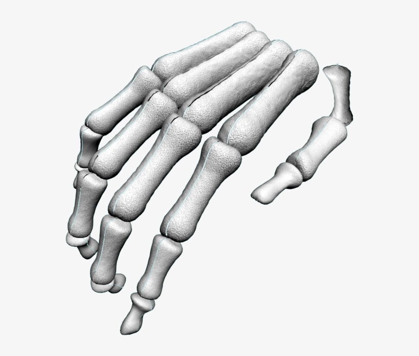 Download Skeleton Arm Png - Hand - HD Transparent PNG - NicePNG.com