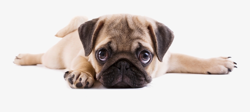 Pug Png Free Download - Puppy Pug Transparent PNG - 750x329 - Free ...