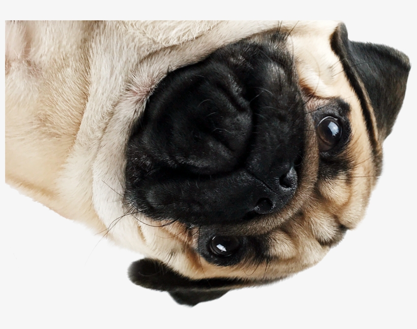 Png Pug Jpg Freeuse Stock - Pug En Png Transparent PNG - 1213x900 ...