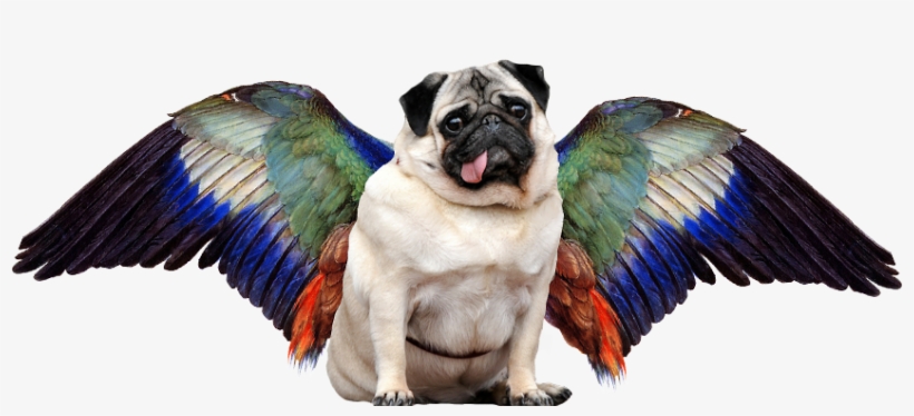 Pug Transparent Transparent PNG - 847x345 - Free Download on NicePNG