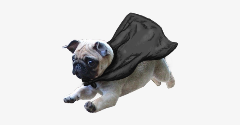 Thug Life Pug Png Transparent Image - Pug Transparent Transparent PNG ...