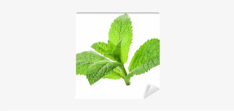 Nepeta Transparent PNG - 400x400 - Free Download on NicePNG