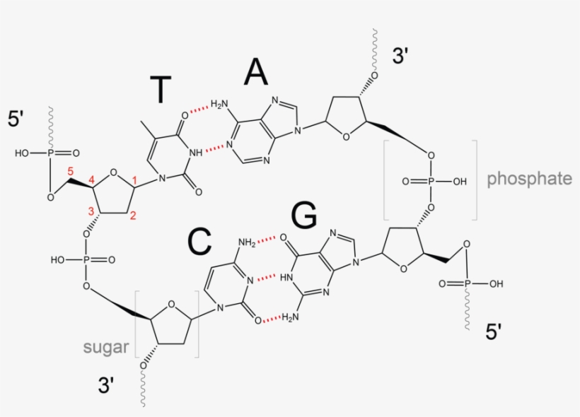 Download Figure - Dna Double Helix Chemical Structure - HD Transparent ...