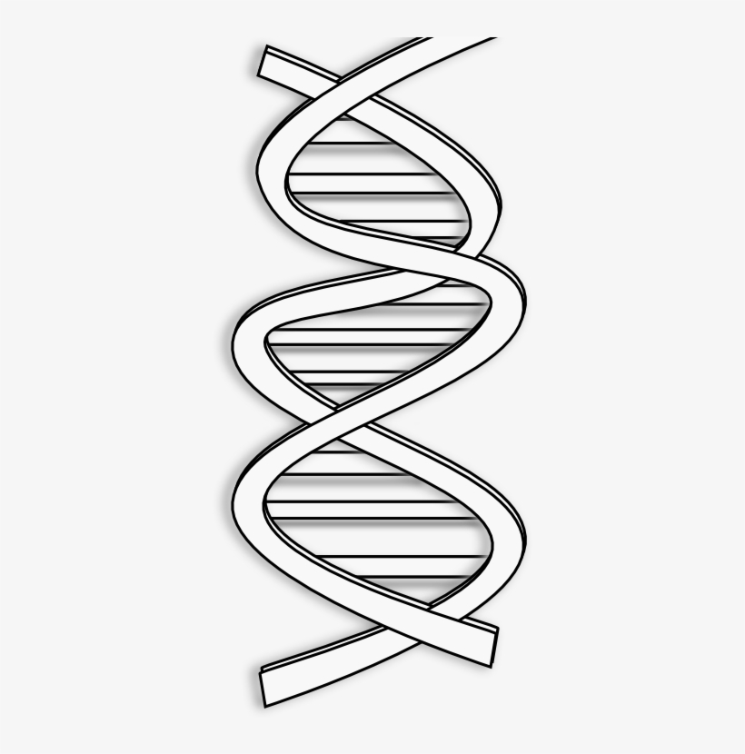 Dna Transparent Black And White - Clip Art Transparent PNG - 999x749 ...