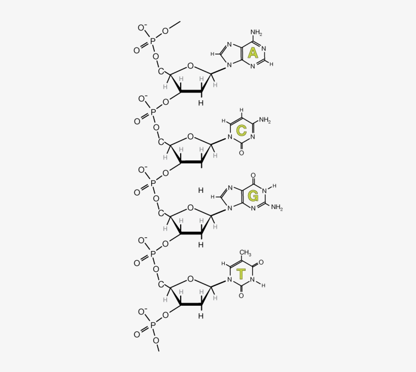 A Short Dna Strand, The Top Is The 5' End - Nucleotide Chain ...