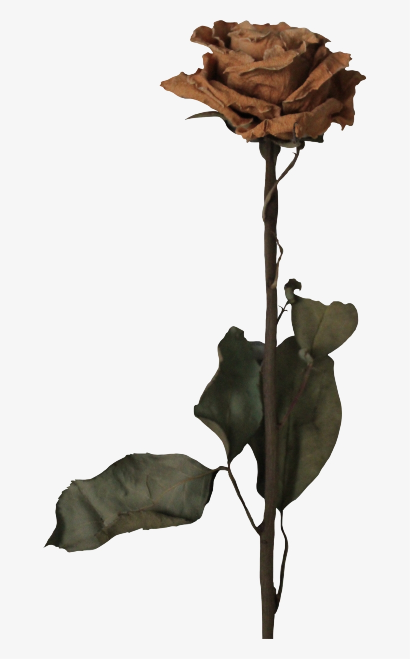 Download Dead Flower Png - Blackbear Poster - HD Transparent PNG ...
