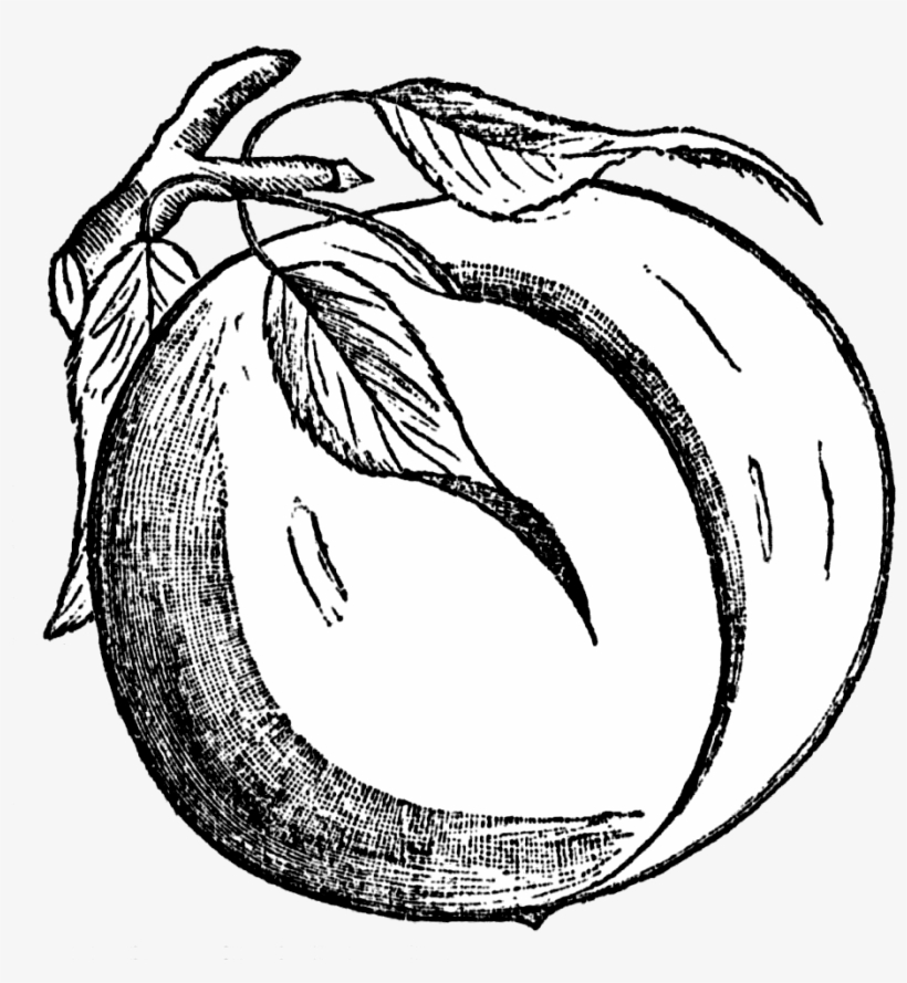 Peach Black And White Drawing Clip Art - Black And White Clipart Peach ...