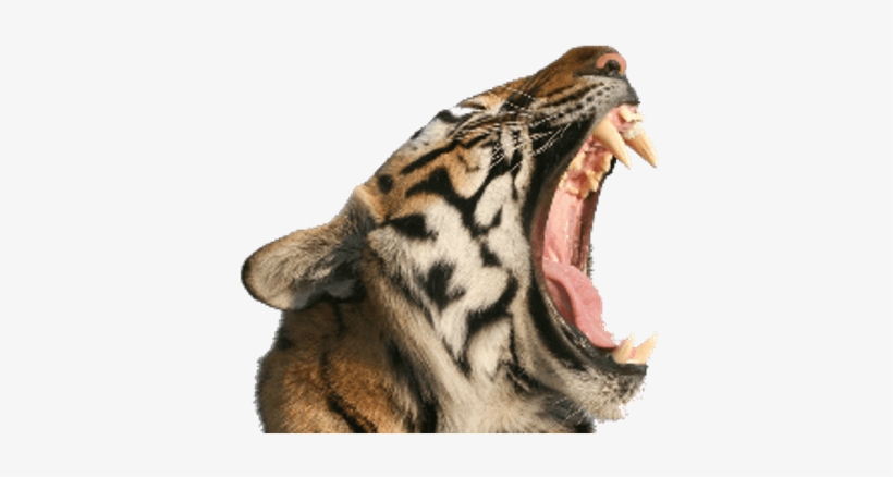 Tiger Roar Png