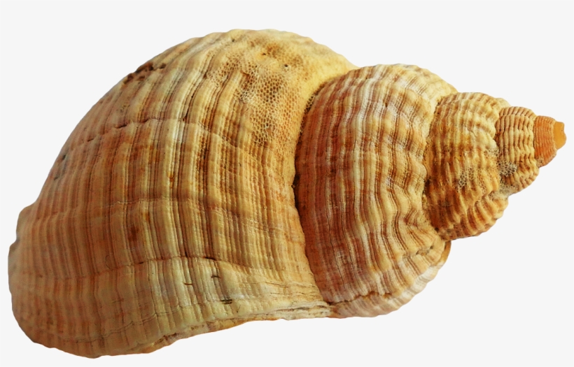 Seashell Png Transparent PNG - 1250x804 - Free Download on NicePNG