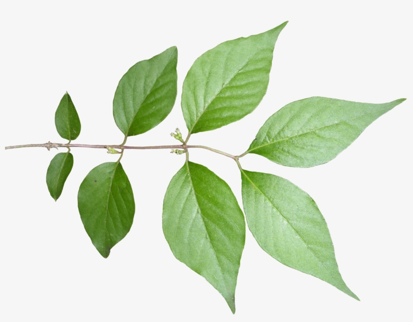 Download Leaf Texture Leaf Texture, Plant Texture, Game Assets, - Plant ...