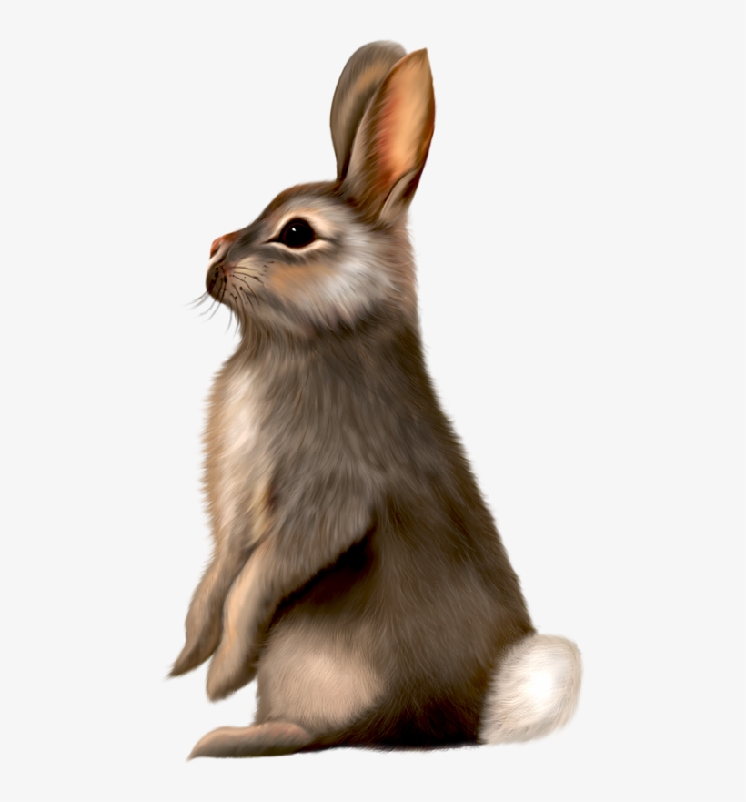 Bunny Clipart - Picsart Png All Animal Transparent PNG - 491x800 - Free ...