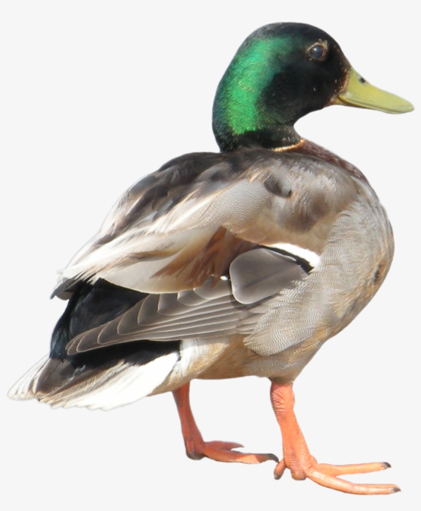 Duck - Animals Flashcards Free Printable Transparent PNG - 1084x1084 ...