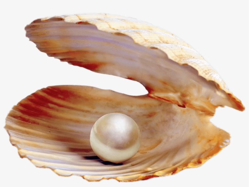 Pearl Png Photo - Pearl In The Sea Transparent PNG - 1680x1050 - Free ...