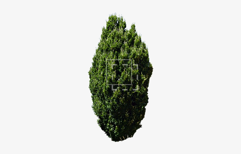 Parent Category - Eastern Hemlock Transparent PNG - 450x450 - Free ...