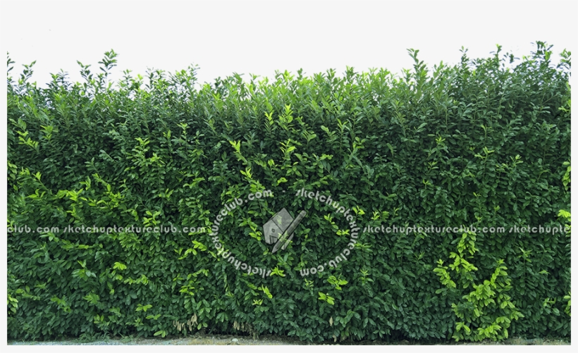 Download Hedge Texture Seamless Download - Cutout Hedge - HD ...
