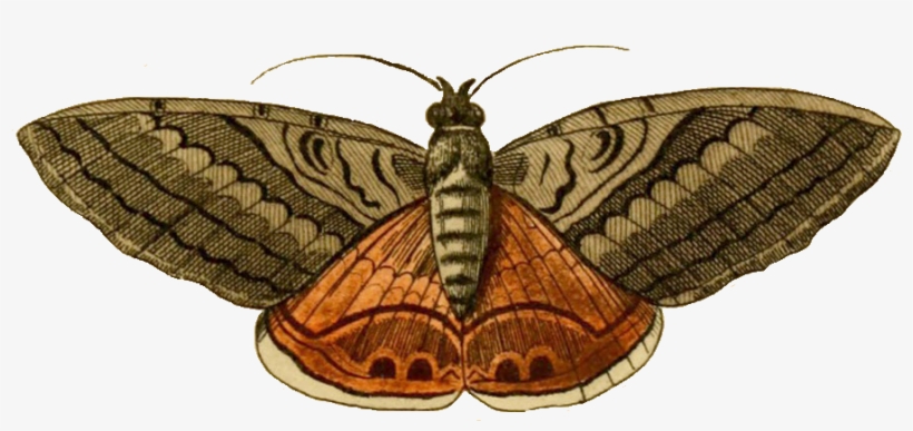 Moth Png - Clip Art Of Moth Transparent PNG - 918x405 - Free Download ...