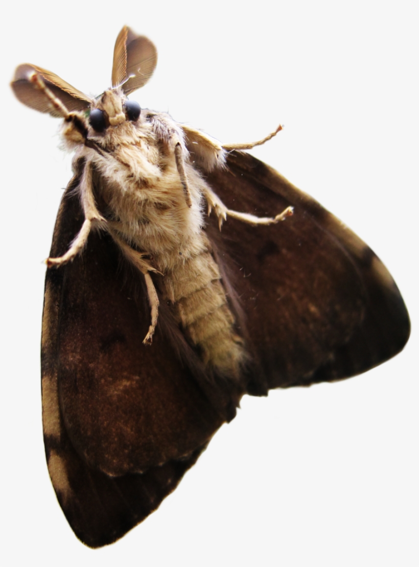 Moth Png Transparent - Moth Transparent Transparent PNG - 1600x1200 ...