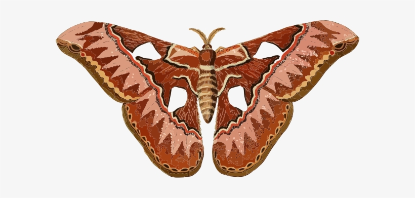 Small - Moth Clipart Transparent PNG - 600x311 - Free Download on NicePNG