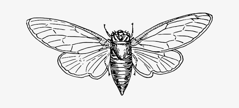 Cicada Drawing