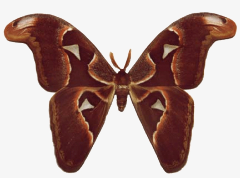 Atlas Moth - Brown Butterfly Wings Png Transparent PNG - 857x602 - Free ...