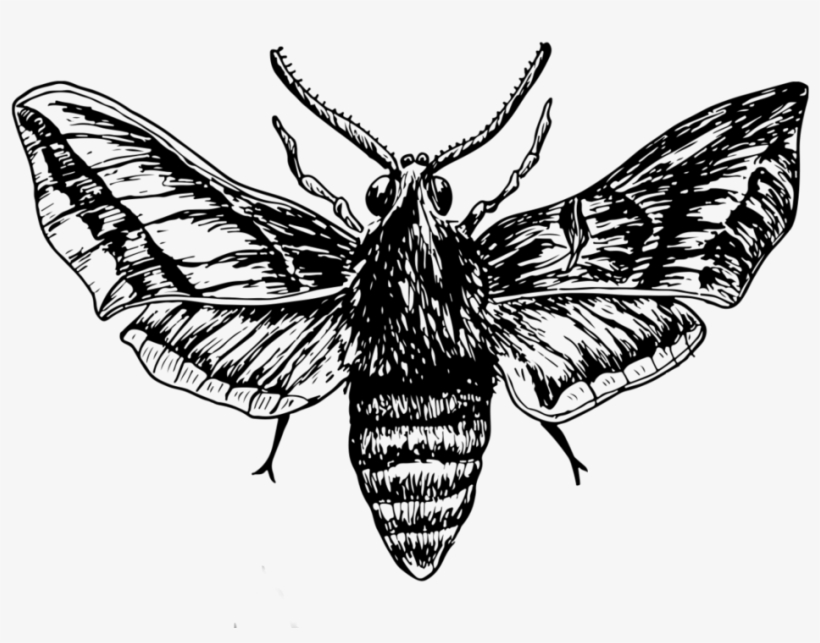 Moth - Drawing Transparent PNG - 1000x728 - Free Download on NicePNG