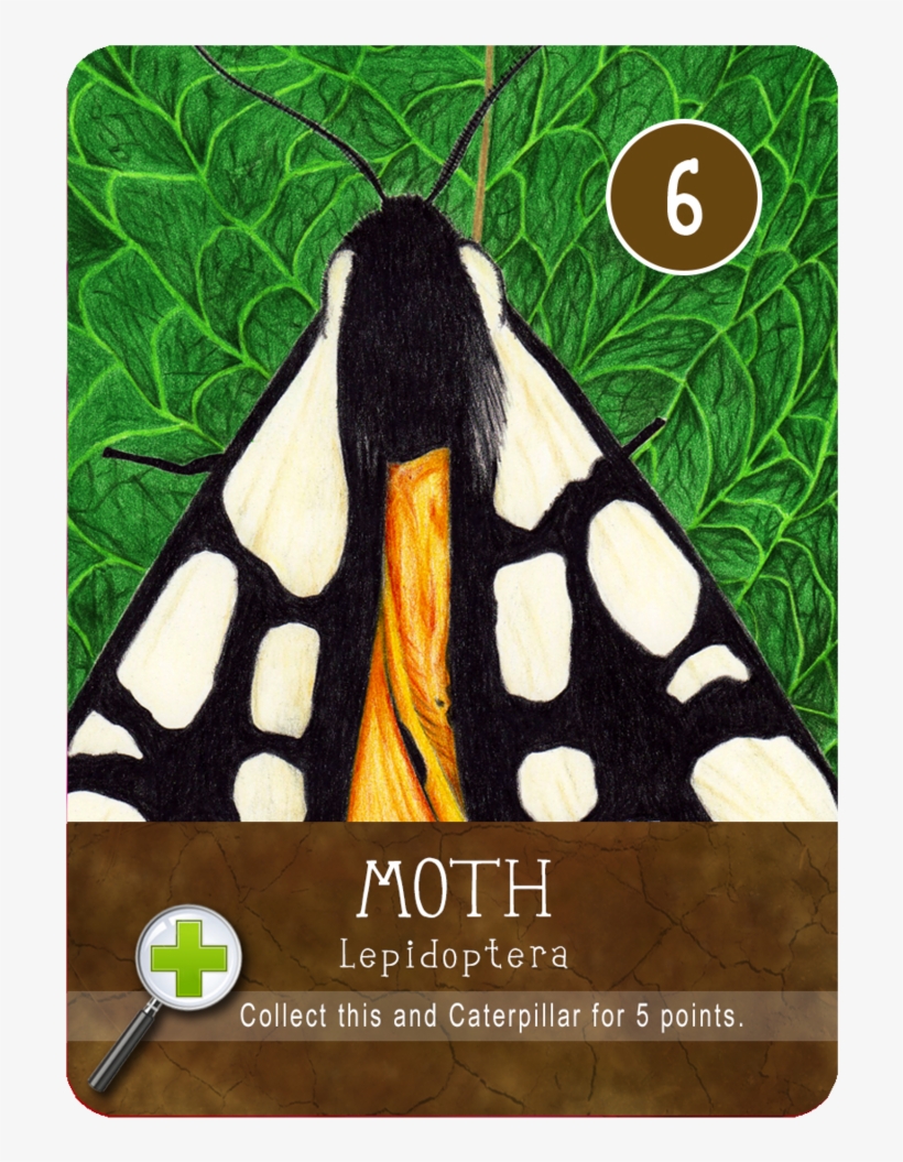 Moth Transparent PNG - 1000x1000 - Free Download on NicePNG