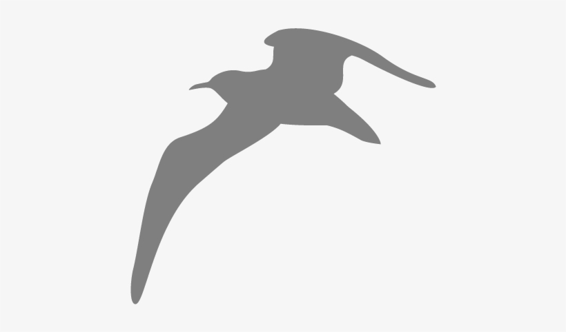 Seagull - White Seagull Png Icon Transparent PNG - 800x600 - Free ...