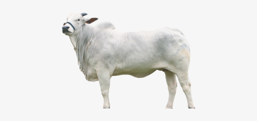 Related Wallpapers - Boi Png Transparent PNG - 428x309 - Free Download ...