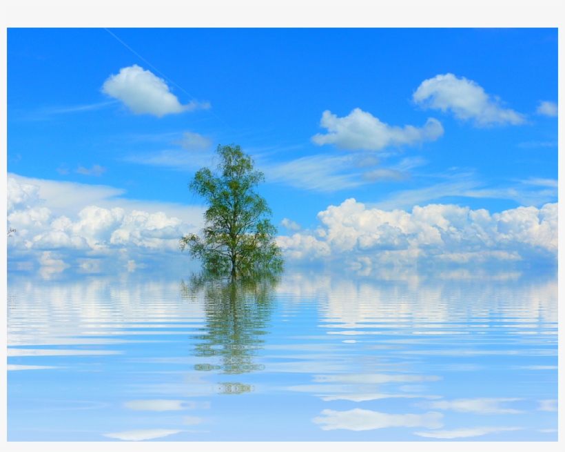 Tree, Lake, Mirroring, Isolated, Lone Tree, Atmosphere - Lake Png ...