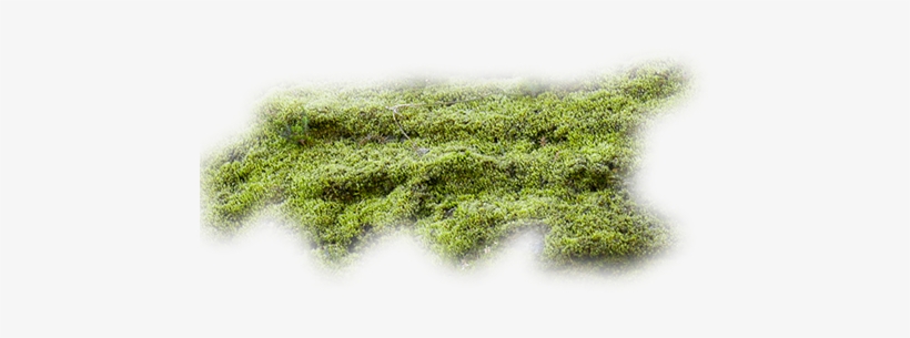 Moss Png - Hd Moss Png Transparent PNG - 520x330 - Free Download on NicePNG