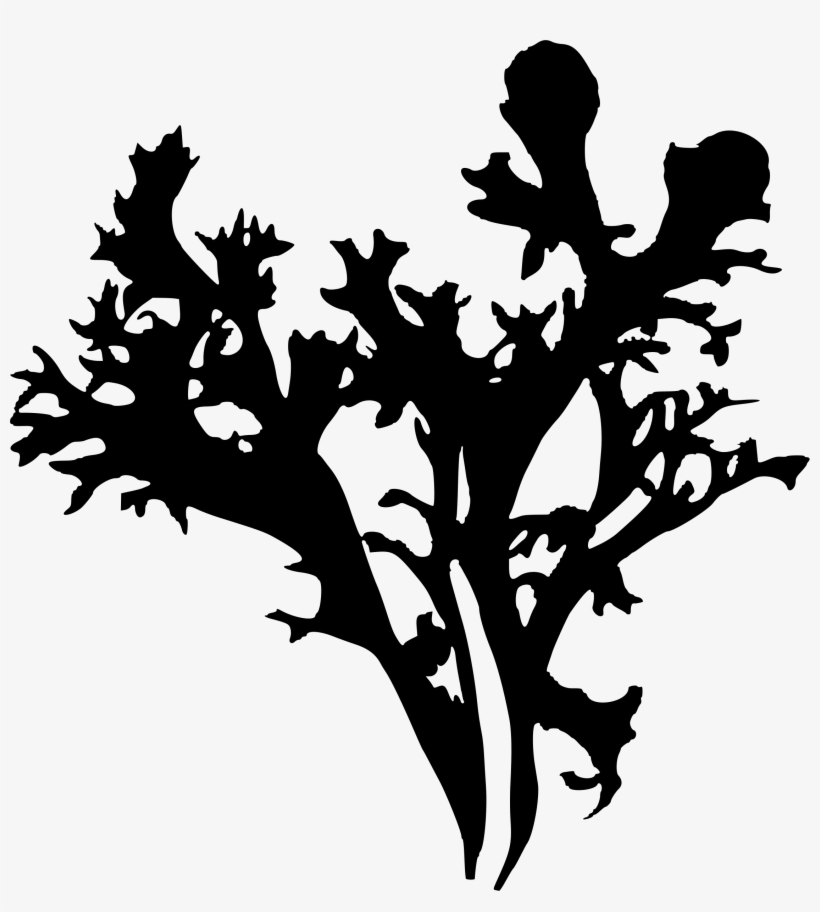 This Free Icons Png Design Of Iceland Moss Transparent PNG - 2256x2400 ...