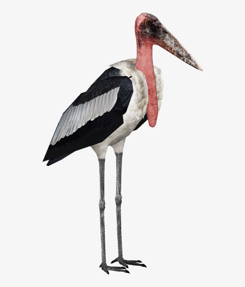 Stork Png High-quality Image - Zt2 Stork Transparent PNG - 877x877 ...