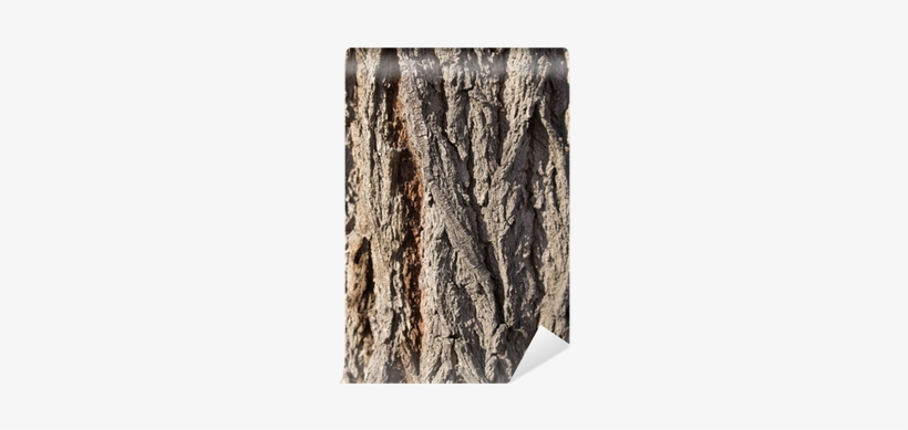 Bark Transparent PNG - 400x400 - Free Download on NicePNG