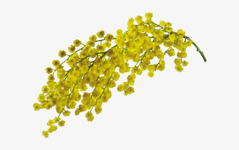 Mimosa - Mimosa Flower Png Transparent PNG - 600x434 - Free Download on ...