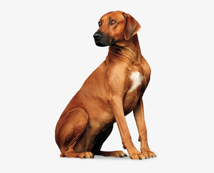 Tengo Un Perro - Perro Pro Plan Png Transparent PNG - 403x583 - Free ...
