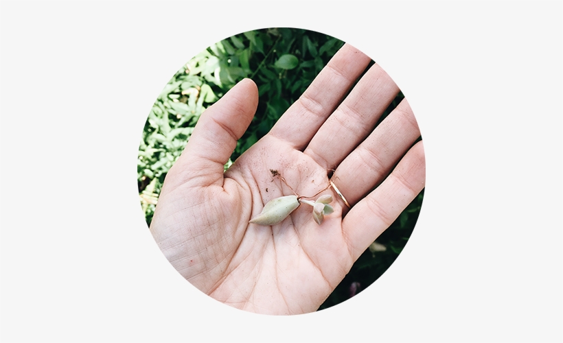 Tiny Succ Hand Cir 420 - Plants Transparent PNG - 420x420 - Free ...