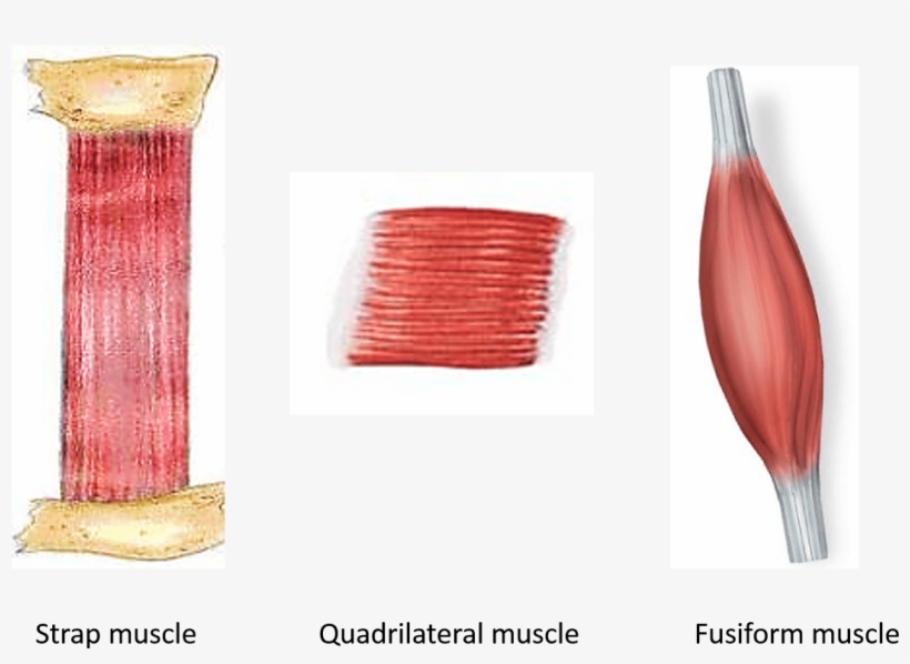 Download Muscles With Parallel Muscular Fasciculi - Muscle - HD ...