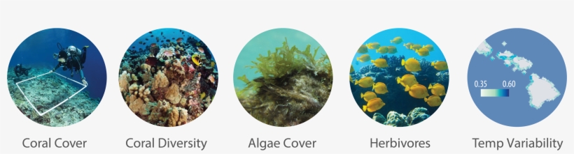 Humans Impact Coral Reefs In West Hawai'i Through Many Transparent PNG ...