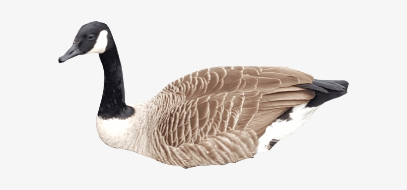 Download Goose Png Transparent Images Transparent Backgrounds ...