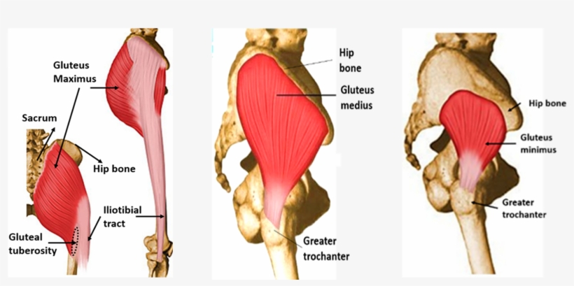 Lesser Trochanter Muscle Attachments