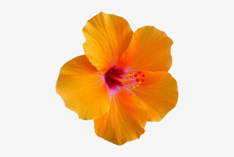 Clipart De Flor Naranja