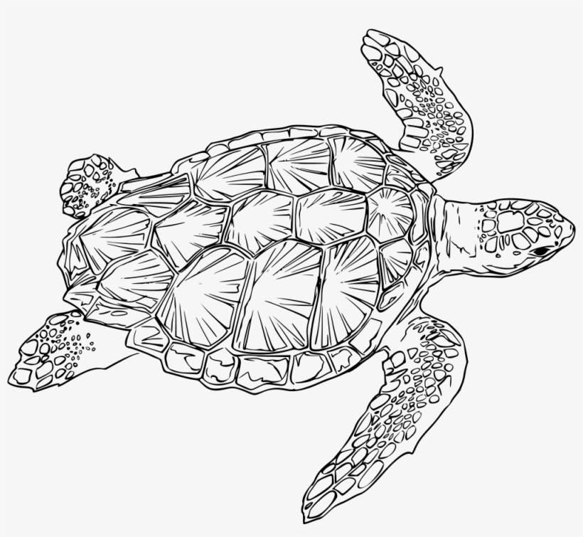 Drawn Sea Turtle Loggerhead Turtle - Sea Turtle Line Art Transparent ...