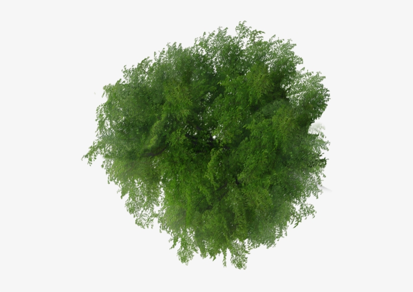 Download Trees Top View Png - HD Transparent PNG - NicePNG.com