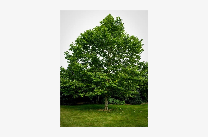 Sycamore - Sycamore Tree Landscaping Garden Transparent PNG - 460x460 ...