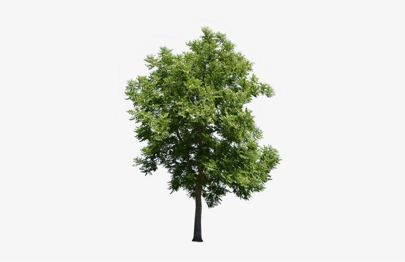 Fraxinus Png - Robinia Pseudoacacia Cutout Transparent PNG - 450x450 - Free Download on NicePNG